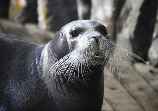 Ny sel til Tromsø - itromso.no