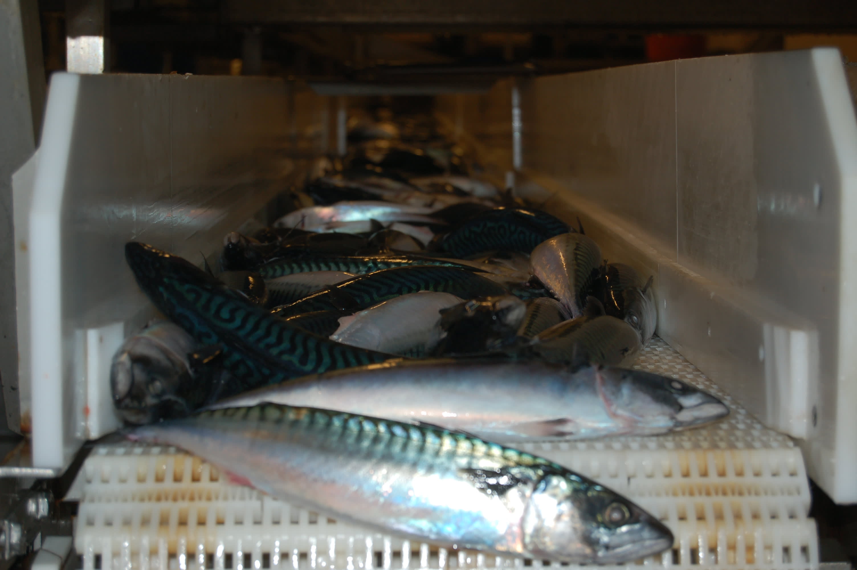 Oppjusterer makrellen - kystogfjord.no