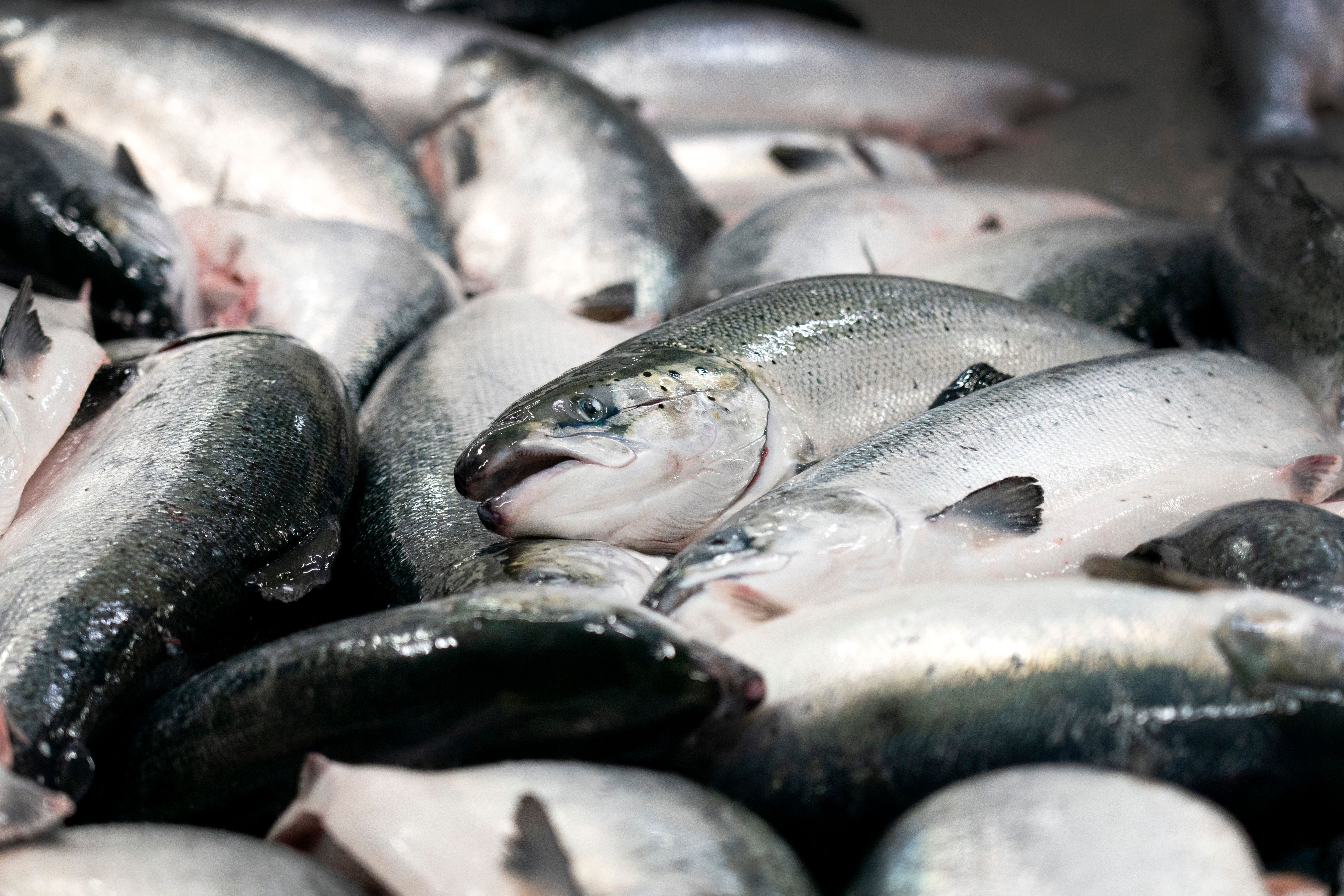 Norge selger fisk til krigsrammede Ukraina til høy pris - adressa.no