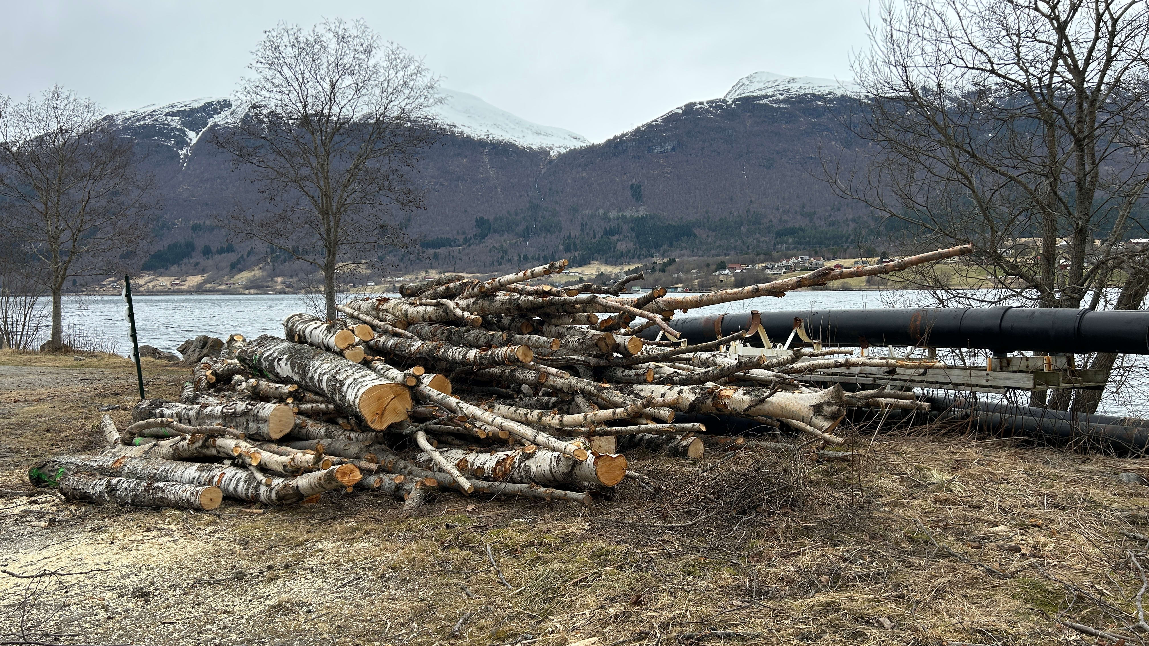 Nå er de kappet ned: – Rydder området