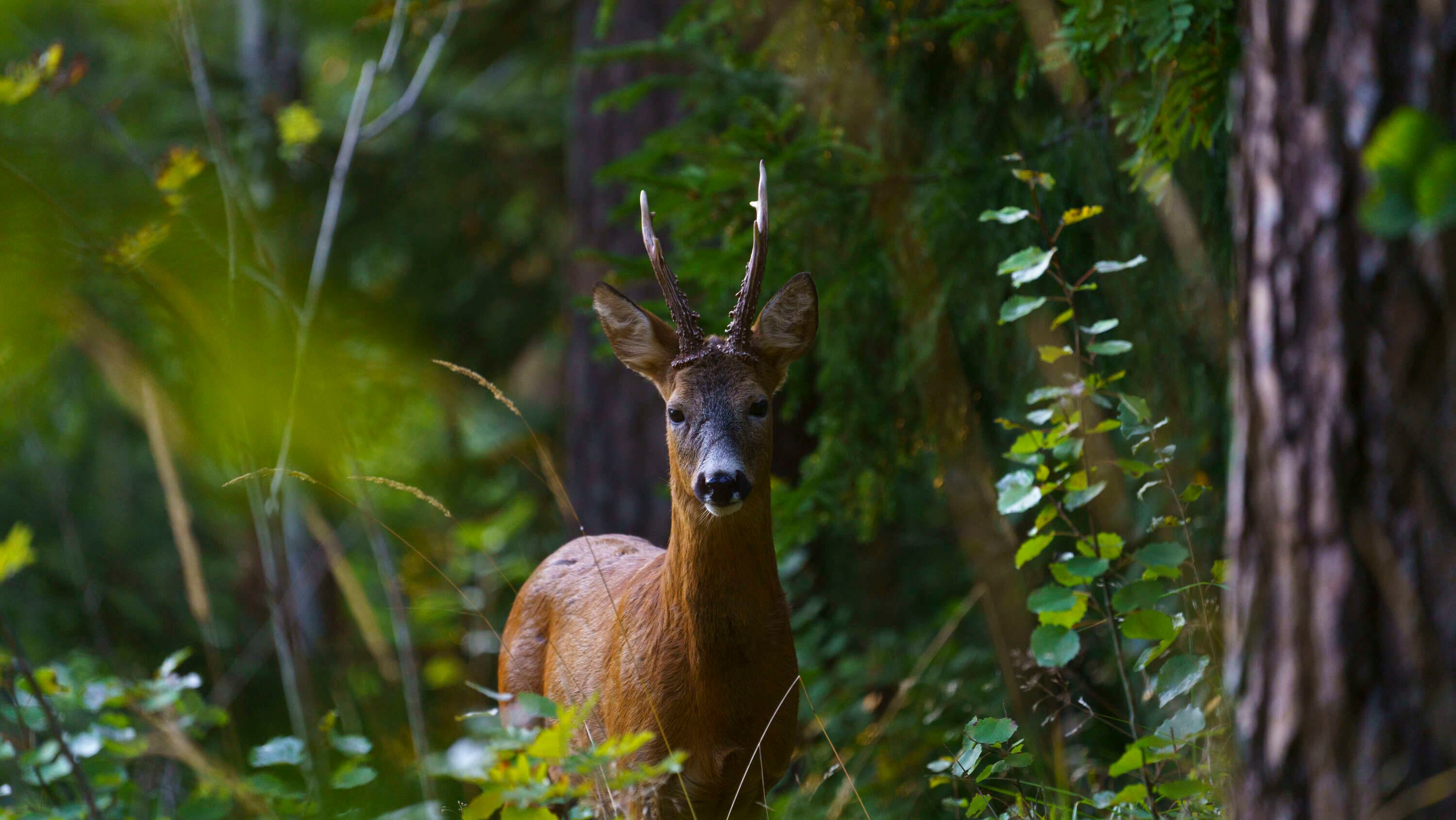 Hvor skal ville dyr gjøre av seg når de mister hjemmet sitt ...