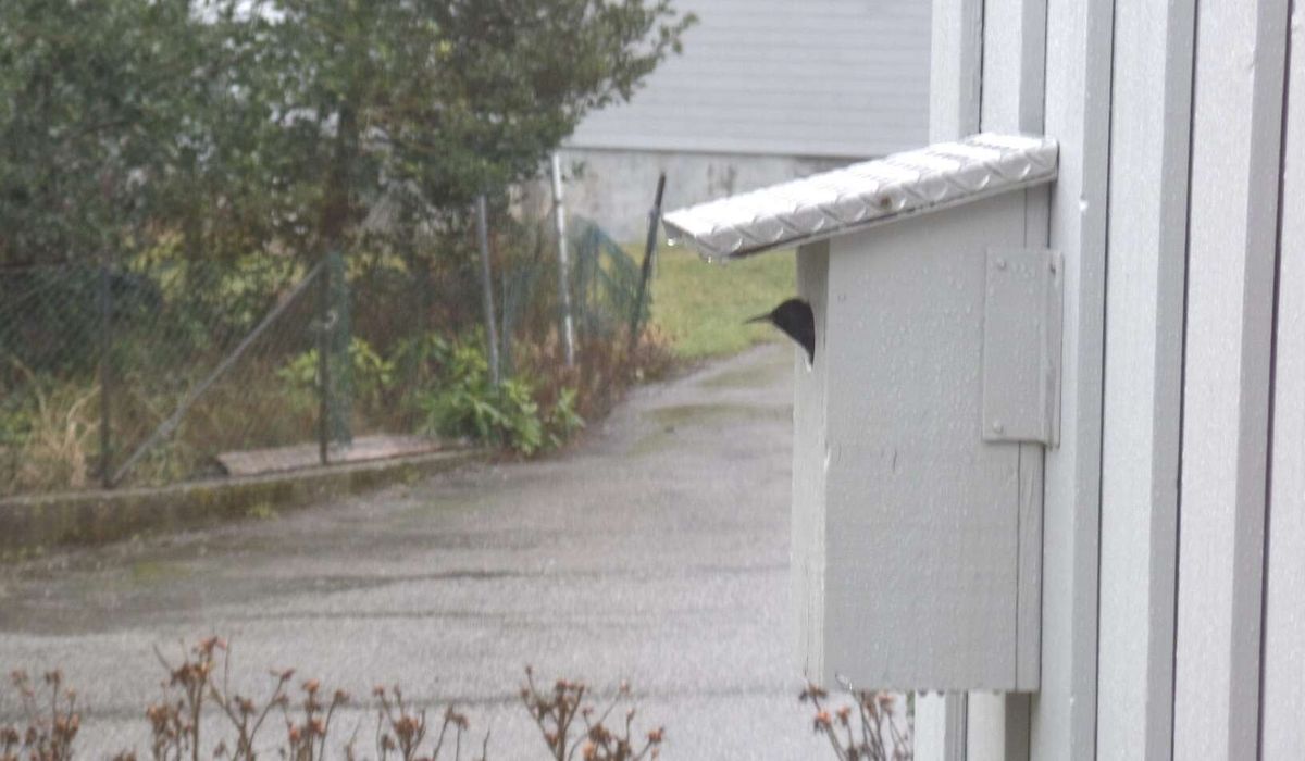 Staren gjer seg klar for våren - sunnhordland.no Staren gjer seg klar for våren - sunnhordland.no