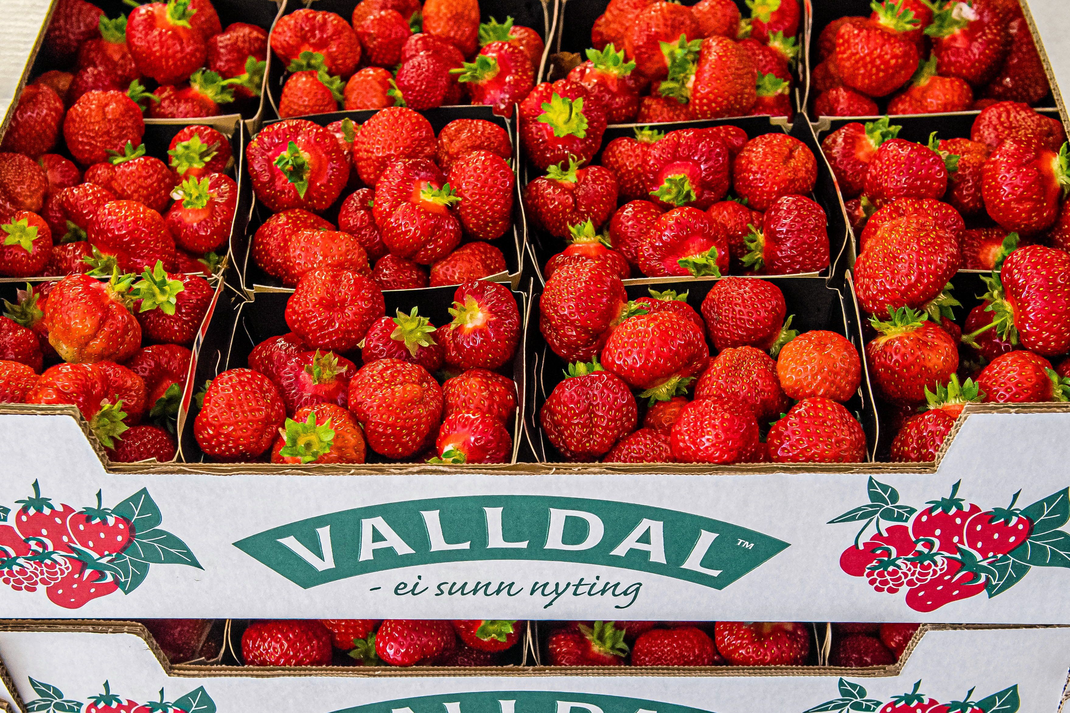 Mot rekord for Valldal-jordbæra - smp.no