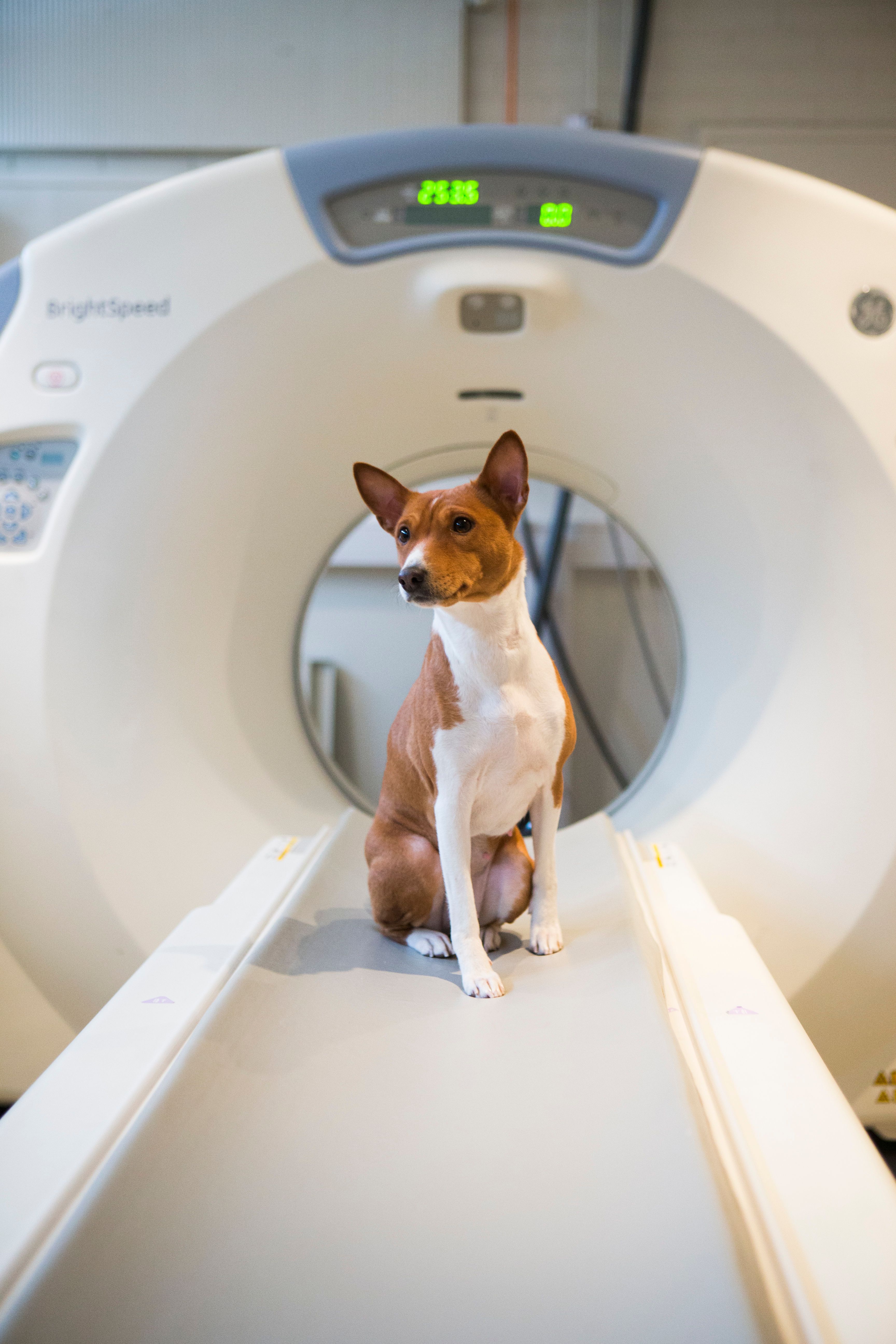 Veterinærforeningen: Katter og hunder tas ikke ofte nok til helsesjekk ...