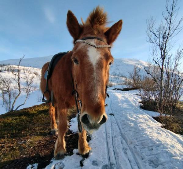 Hvem har klipt halen til Sproti? - itromso.no
