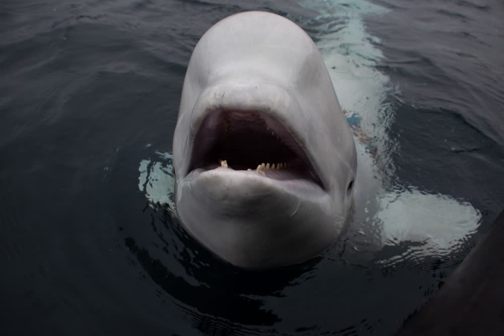 Hvithvalen er i Hammerfest - kystogfjord.no