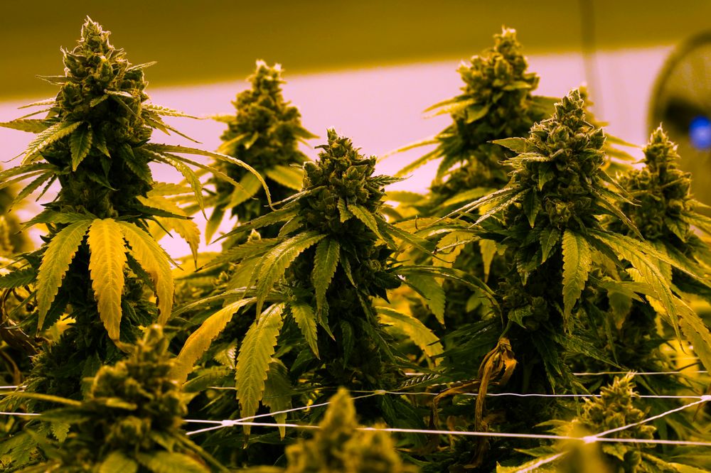 Kvinne tiltalt for cannabisdyrking - altaposten.no Kvinne tiltalt for cannabisdyrking - altaposten.no