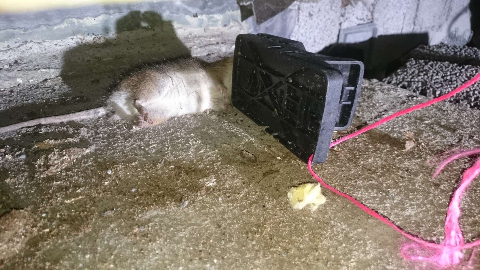 Rotter og mus skader for millioner - lp.no