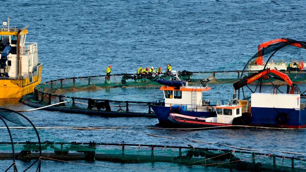 Oppdrettslaks har fått giftig stoff i fiskefôret - smp.no