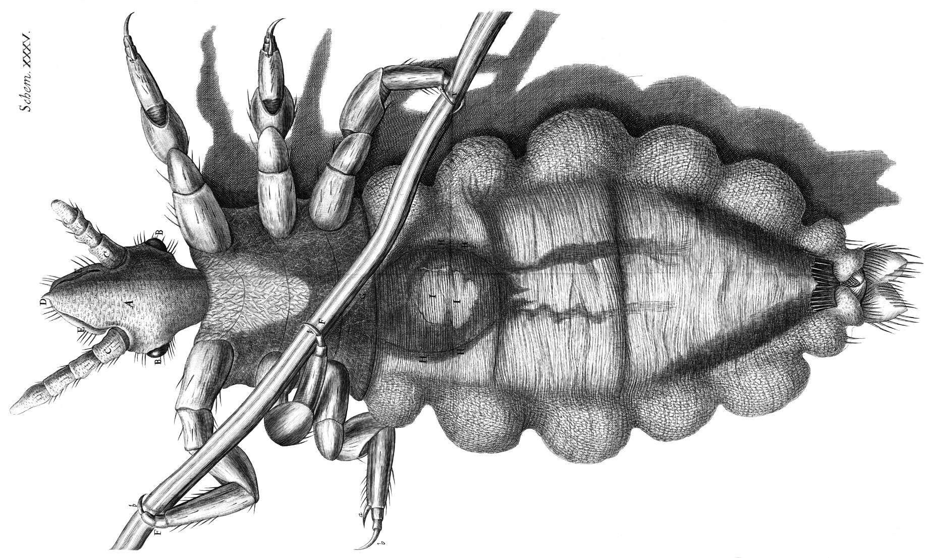 Brukte kvikksølvsalve mot skabb og lus - agderposten.no