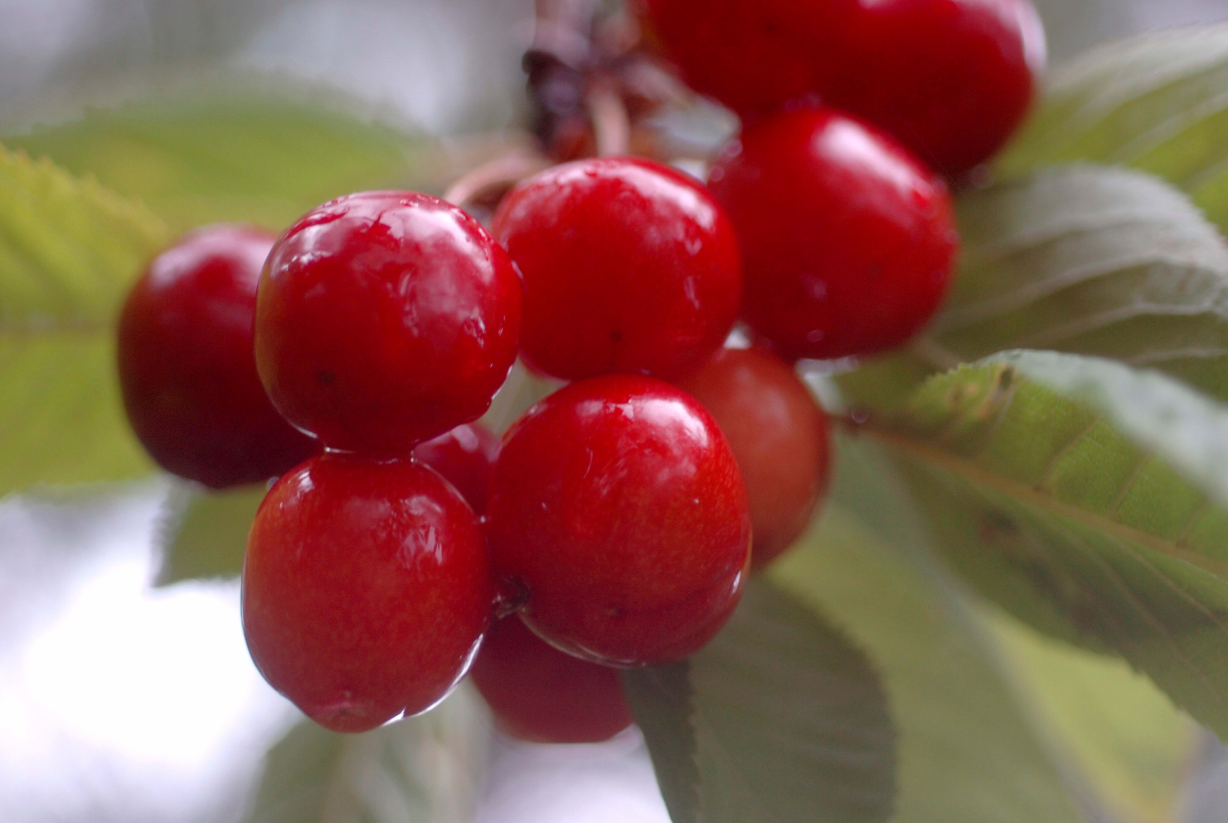 Rekordår for norsk frukt - fjordabladet.no