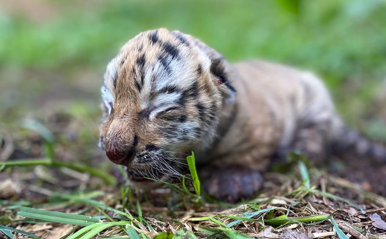 Tigergutt ble påført alvorlige bittskader – nå er tilstanden stabil - fvn.no