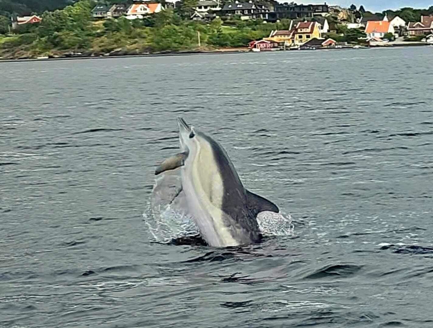Jeg har aldri vært så nærme en delfin - fvn.no