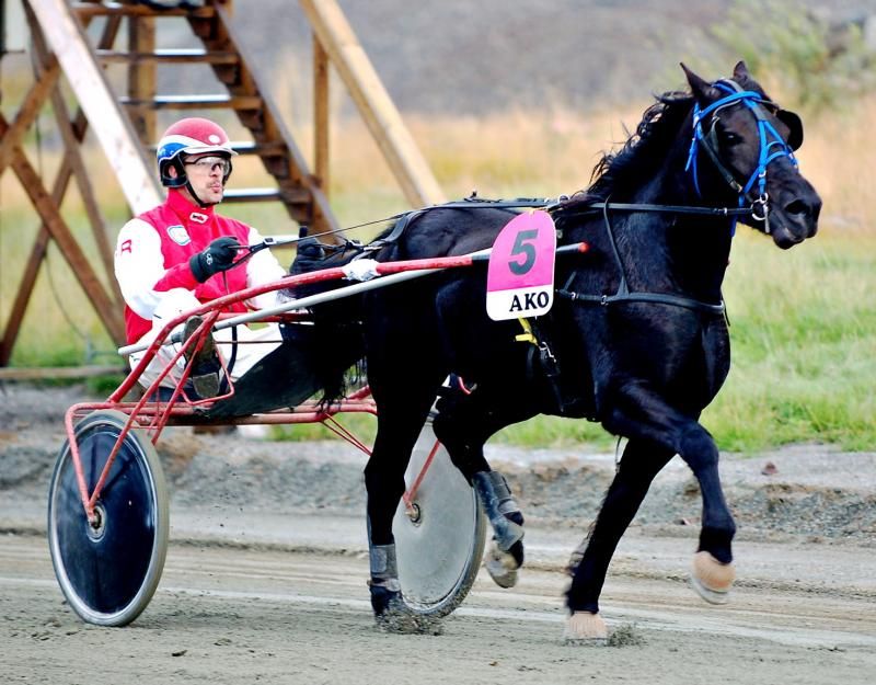 Lokale travhester - ht.no