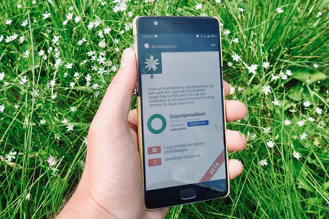 Prøv den nye appen: Artsorakelet fortel kva for ein art du har funne ...
