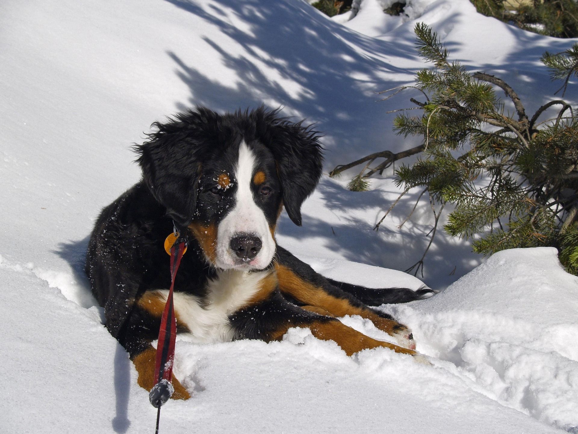 Hugs band på hunden - fjuken.no