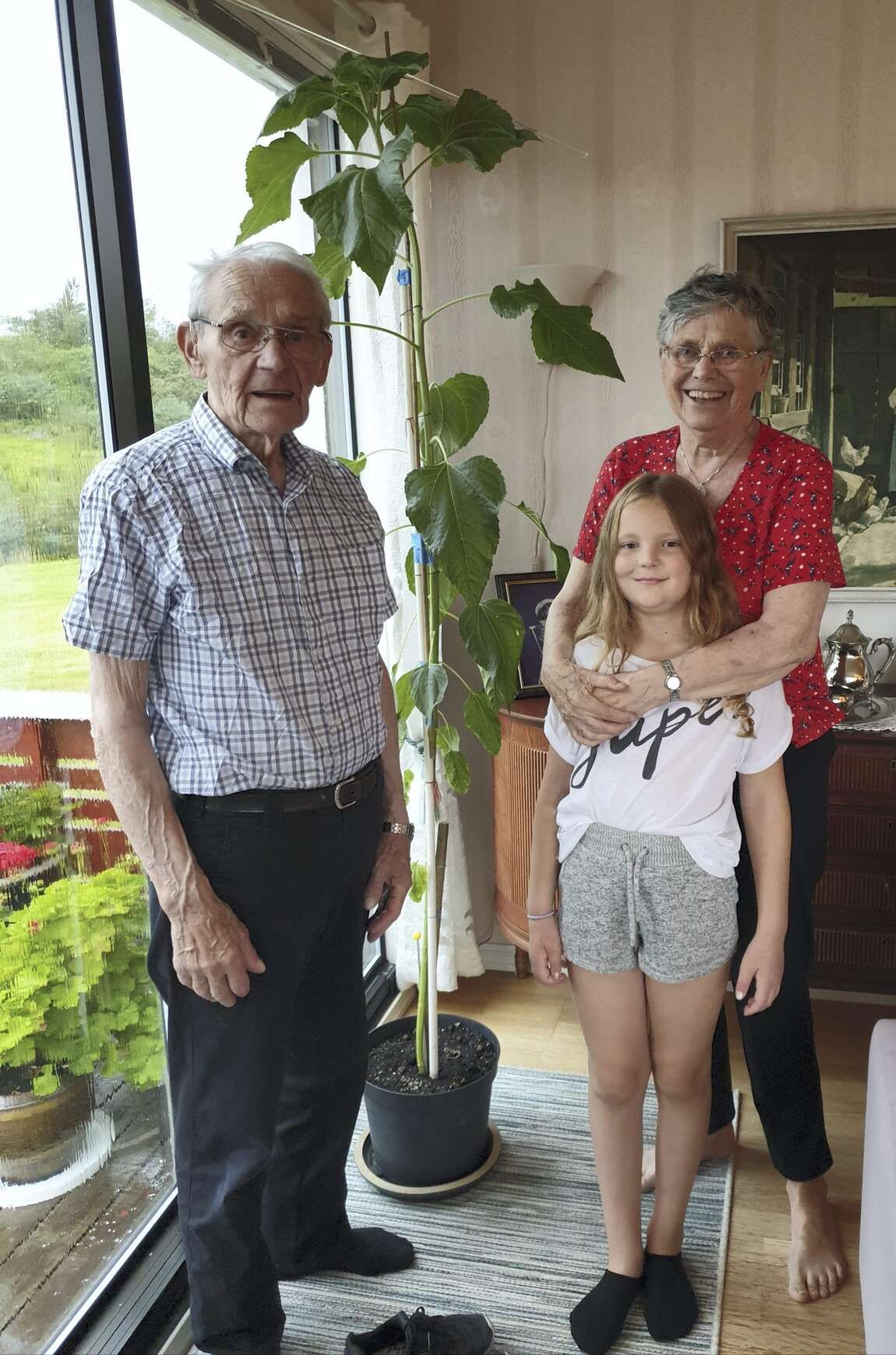 Dyrka solsikke saman med oldemor og oldefar - bomlo-nytt.no