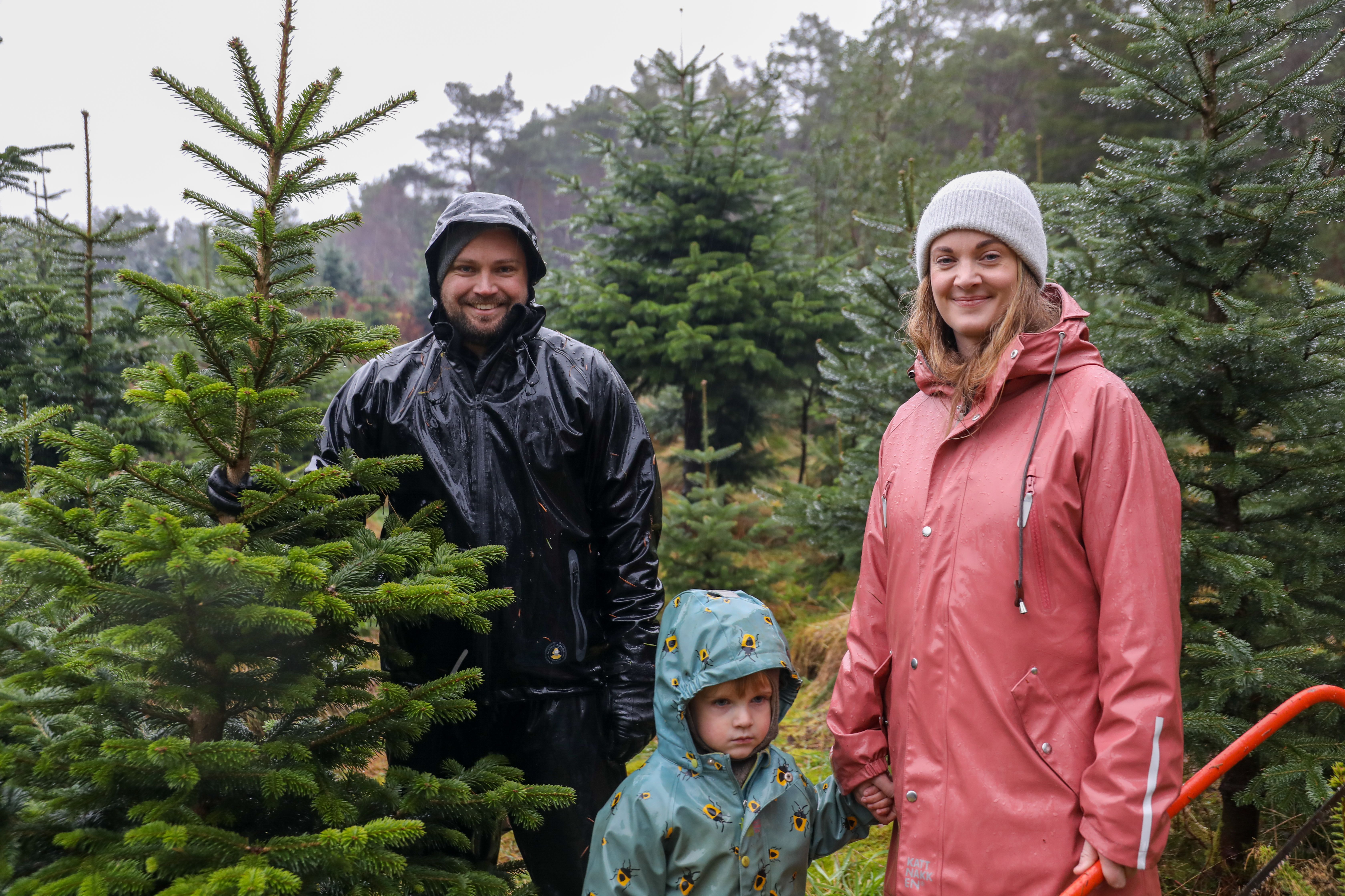 Fann draume­treet i juletre­skogen - sunnhordland.no
