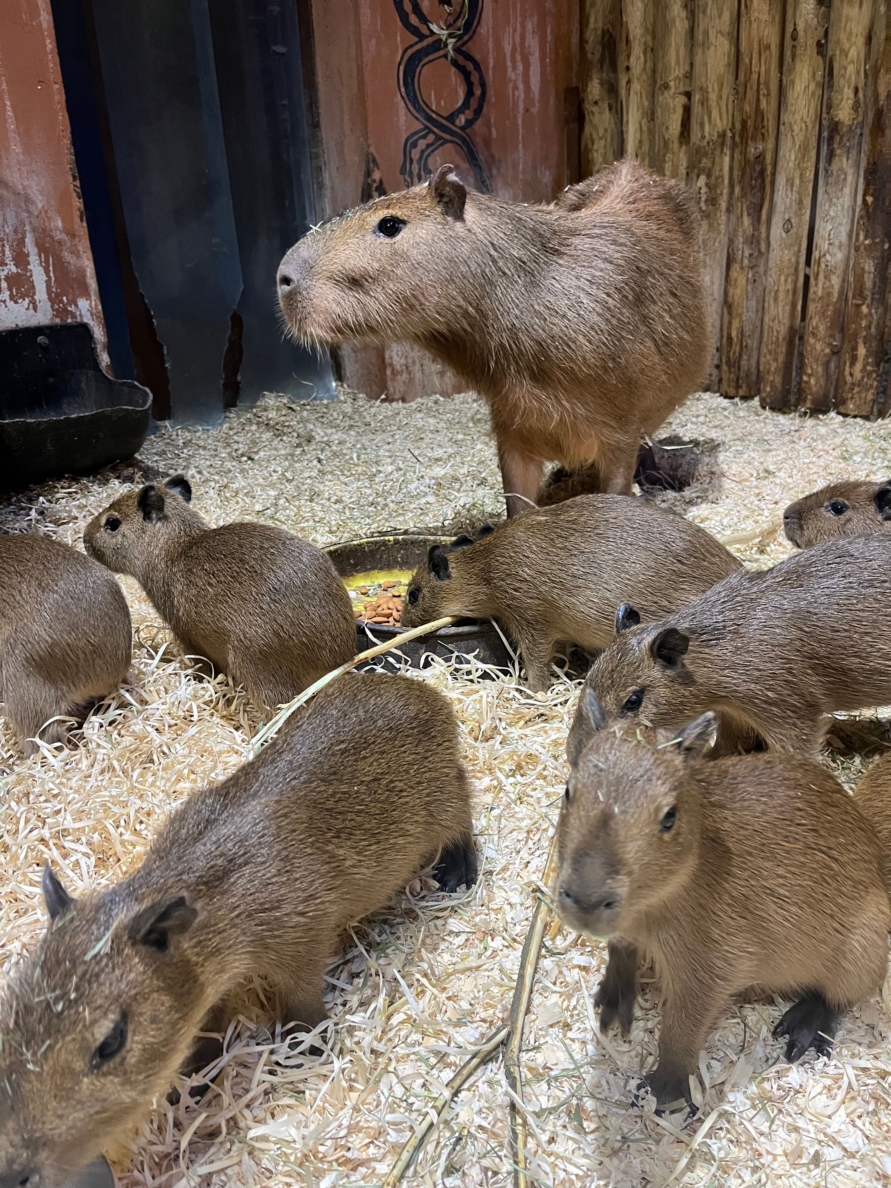 Sjelden født så mange ulike dyrearter - agderposten.no