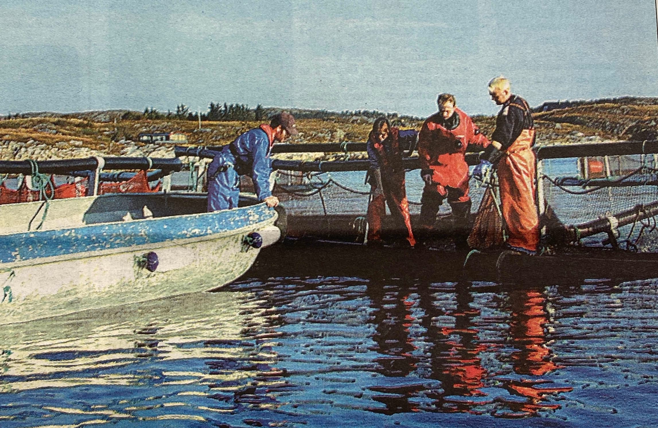 Merder fulle av fisk havnet i fjærasteinene - hitra-froya.no