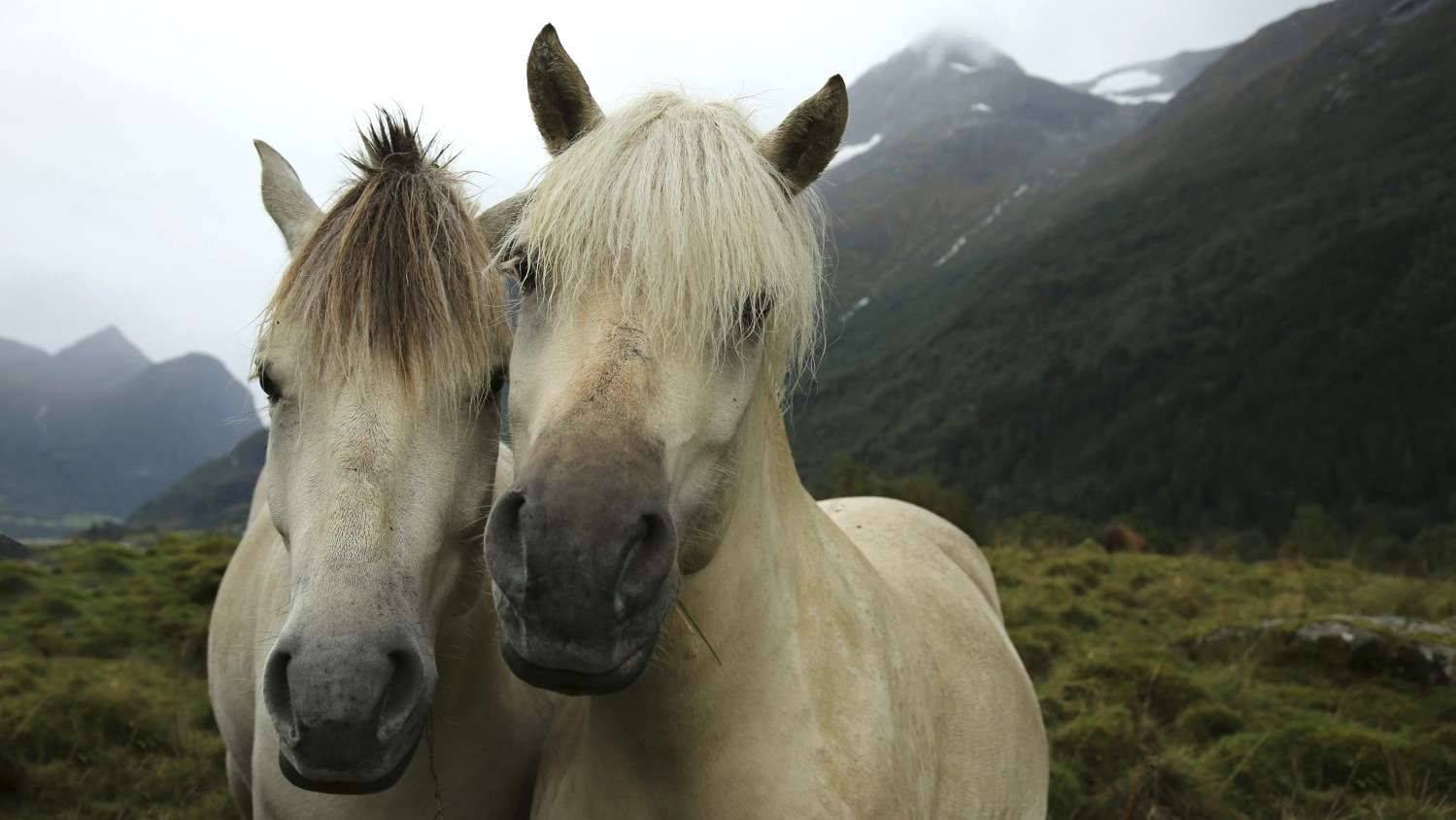 Desse blir det fleire av - fjordingen.no