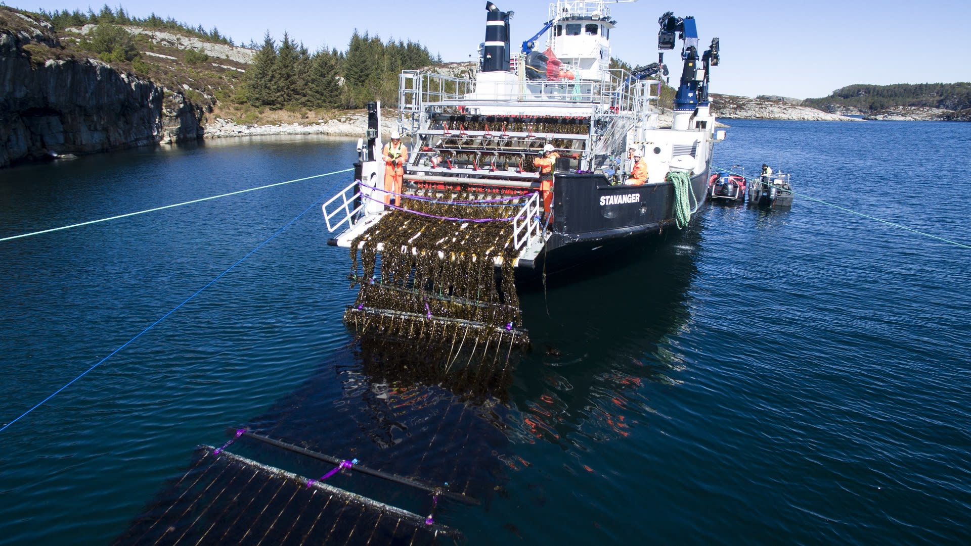Melder om svært god kvalitet på den første taren dyrka på Fitjar ...