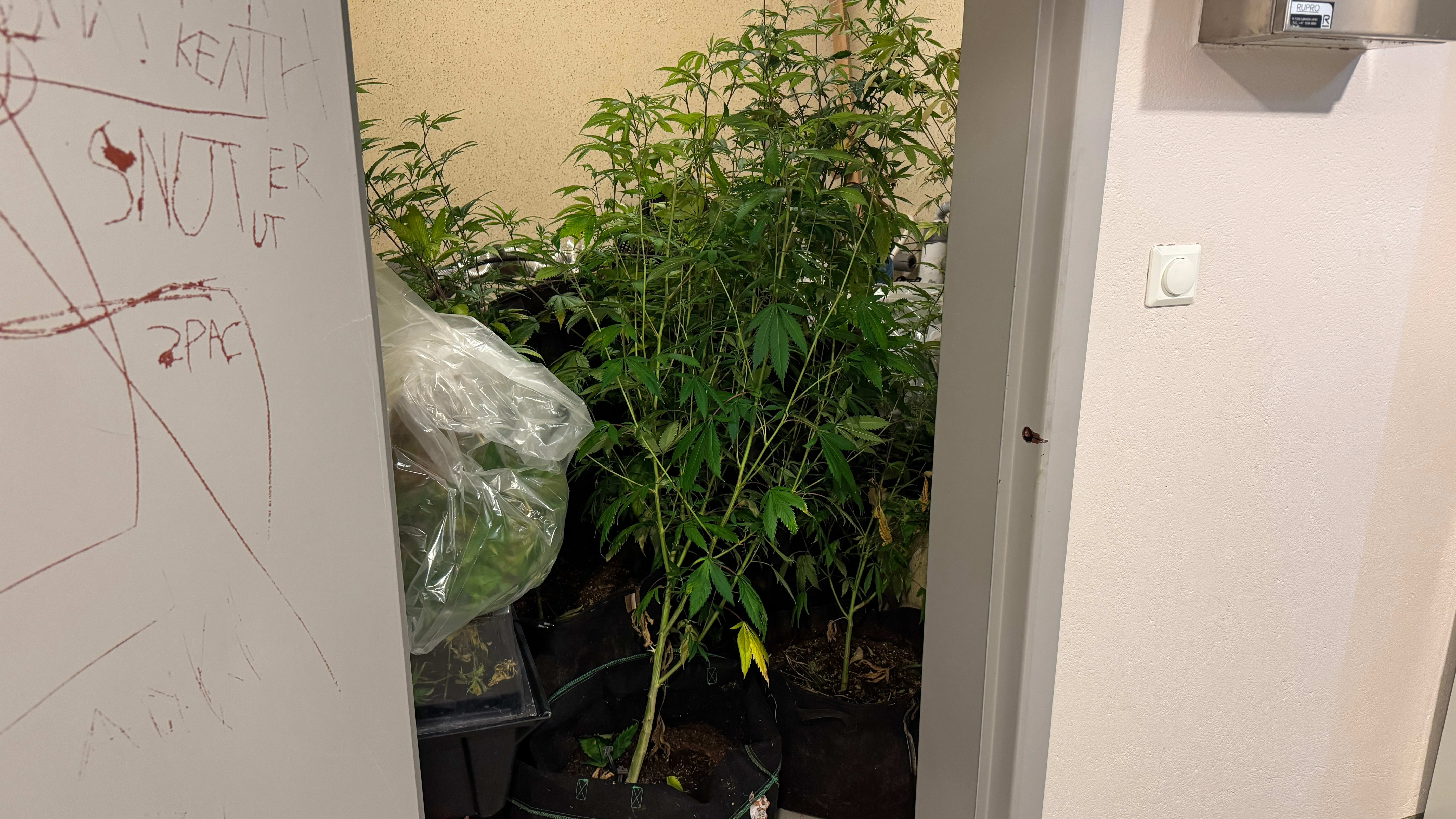 Her er cannabisen satt i arrest: – Dukket opp flere slike siste årene ...