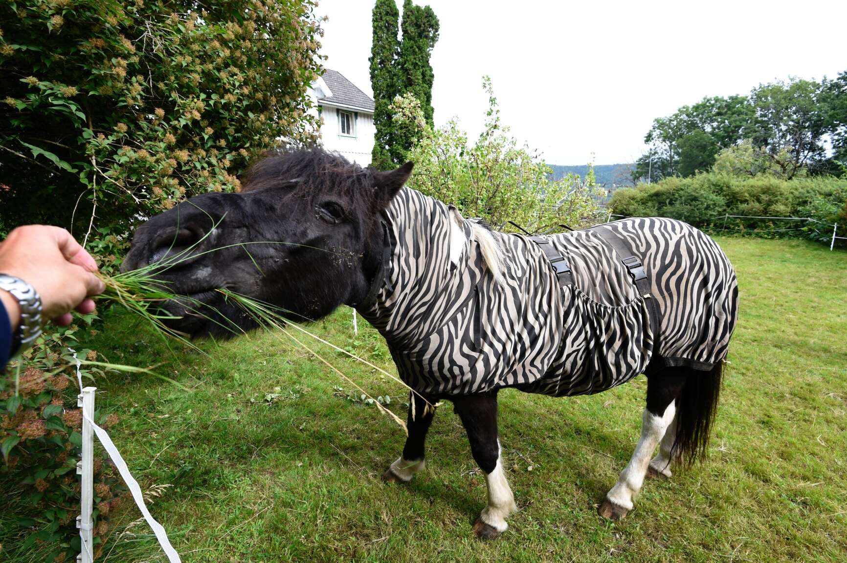 Hvis du tror du har sett en sebra, er det ikke sikkert du ser så bra ...