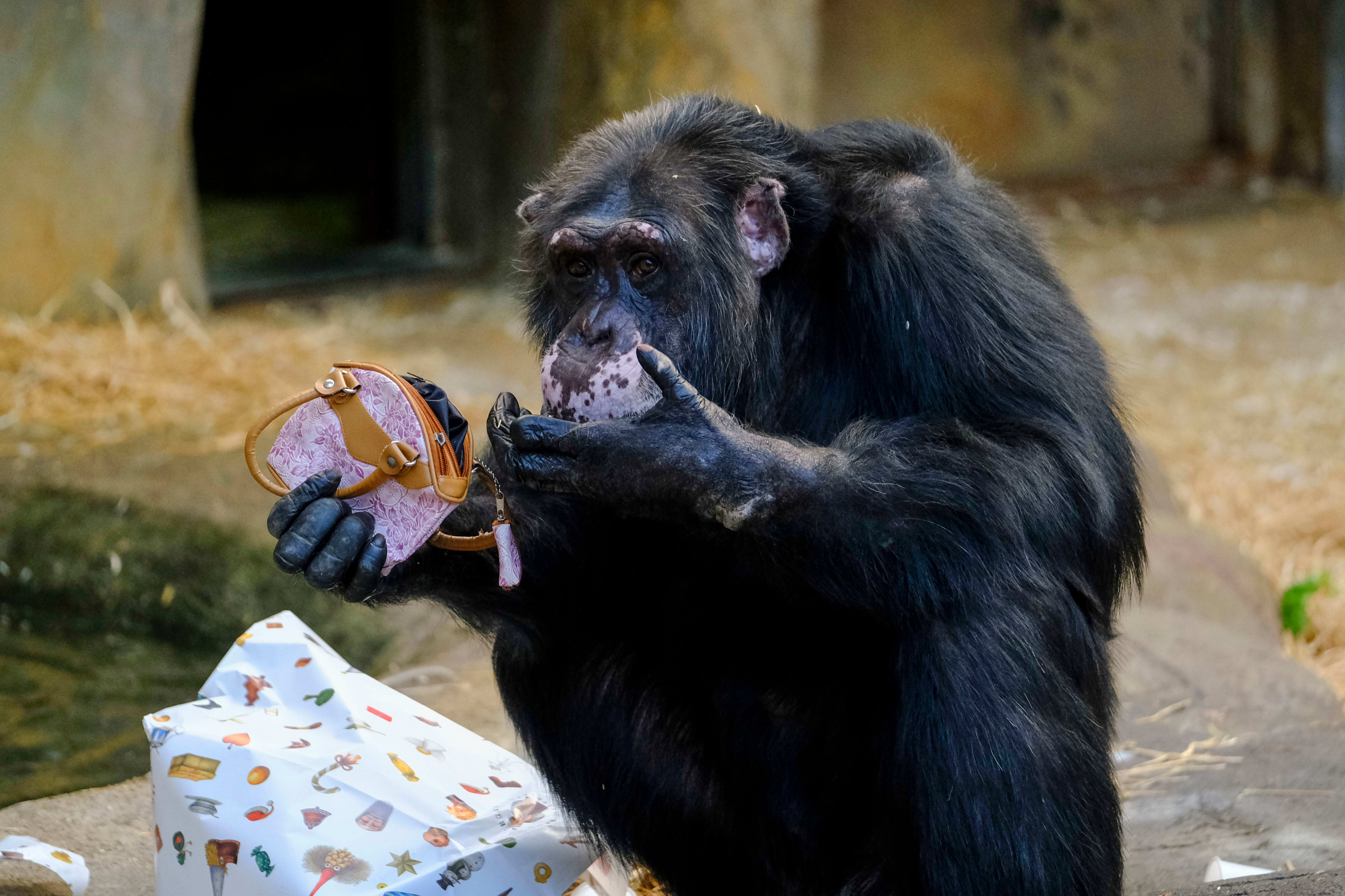 Sjimpansen Julius fyller 40 år - smp.no