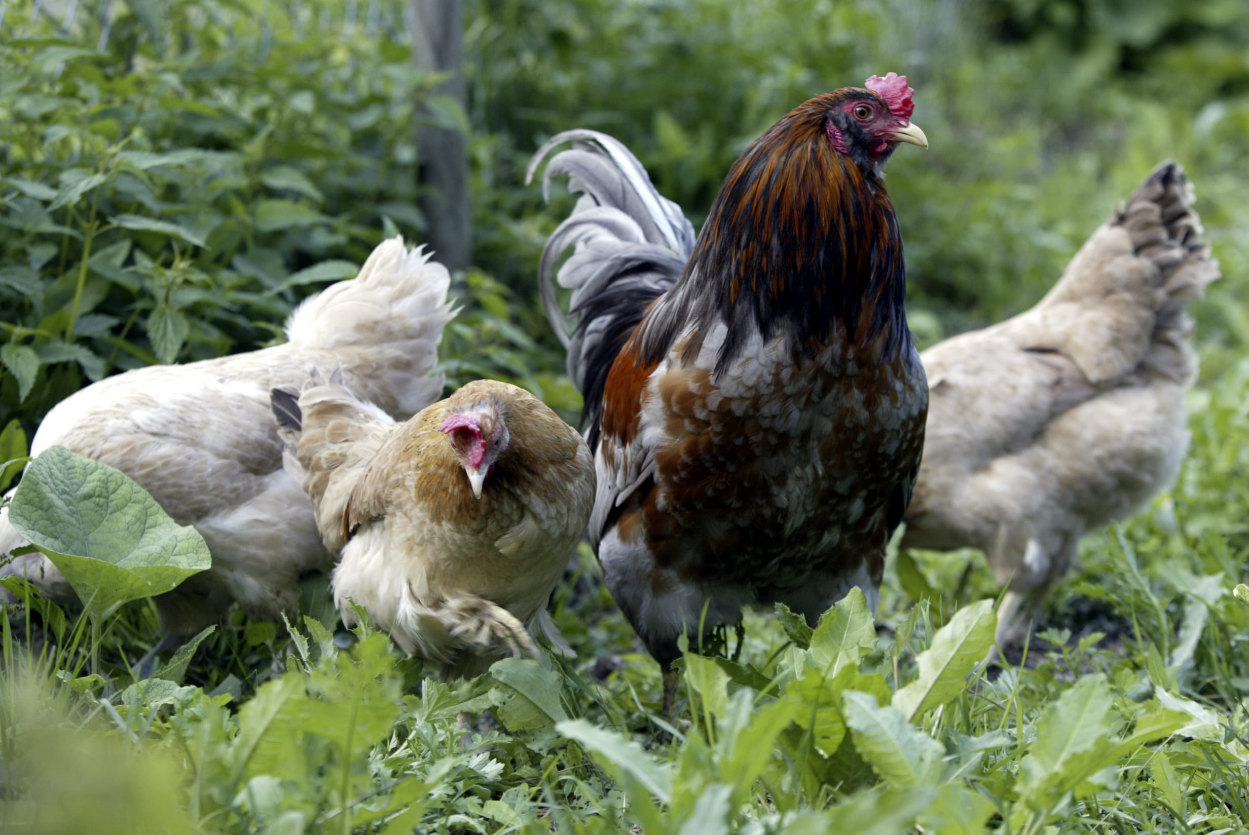 Klaget på naboens haner som galer døgnet rundt i Rafsbotn - altaposten.no