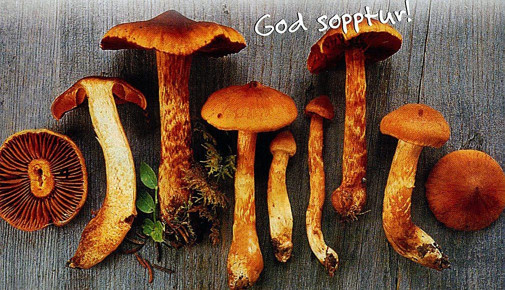 Presenterer dødelig sopp som trygg - adressa.no