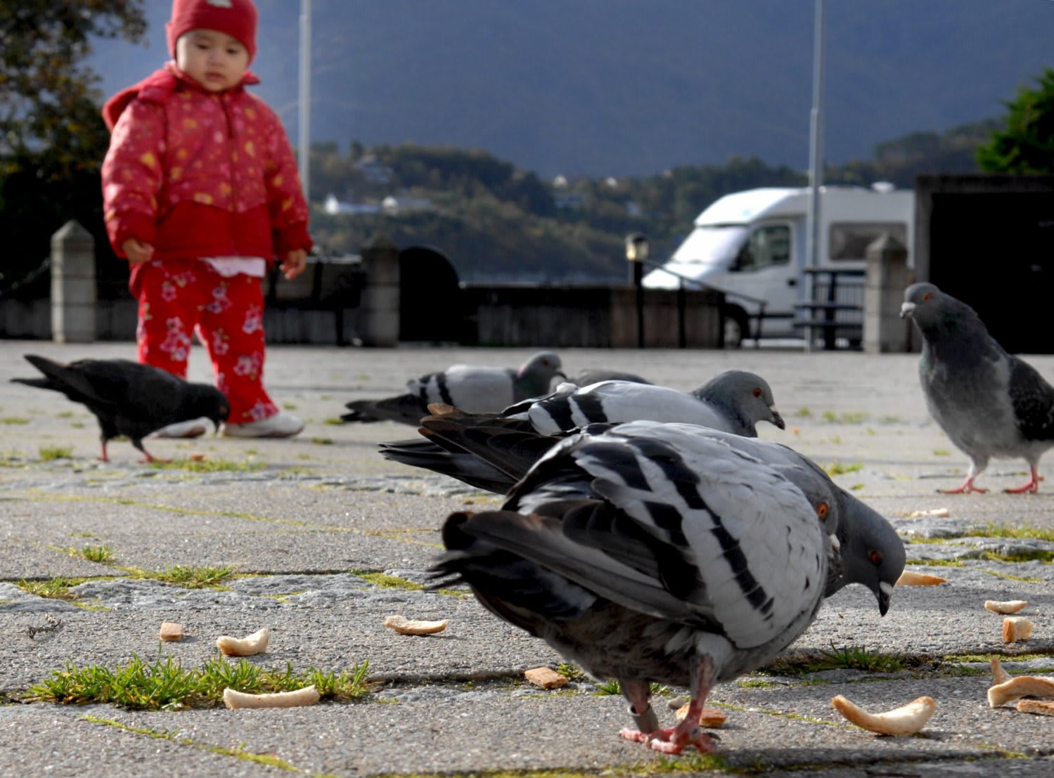 Fortvilt over duemating på Utstillingsplassen - smp.no