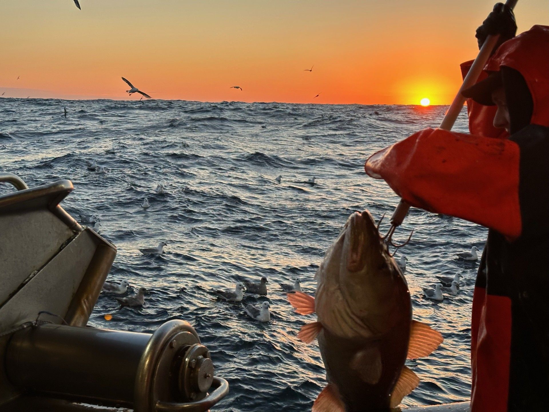 Fiska 400 tonn på ein knapp månad - bomlo-nytt.no