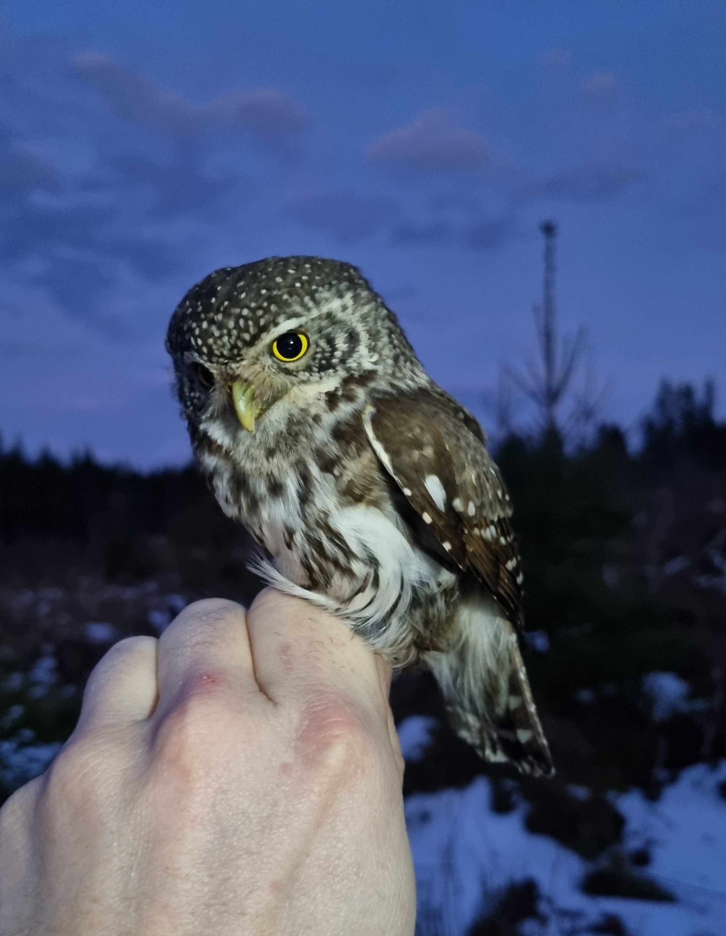 Her kan du bli kjent med fuglene - innherred.no