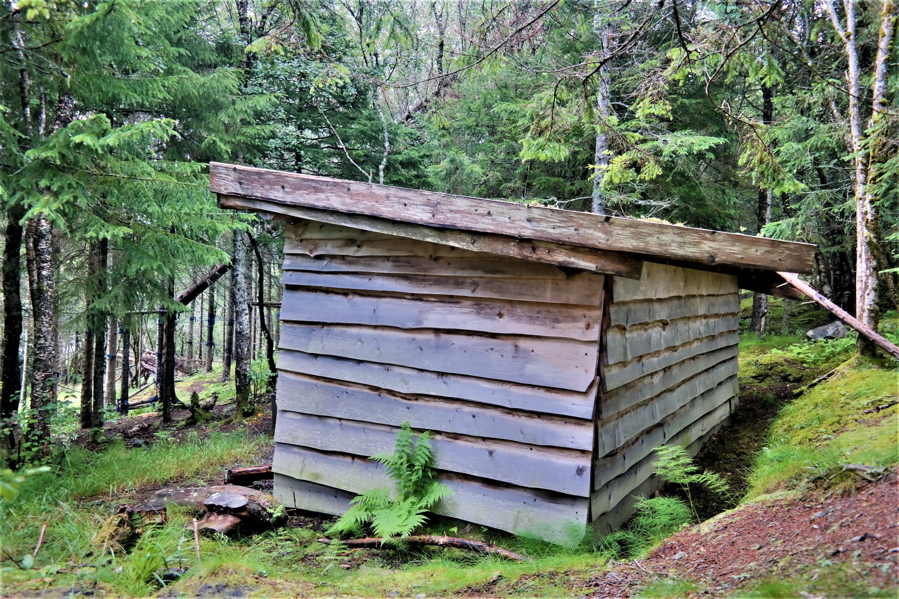 Trolsk stemning i skogen - fosna-folket.no