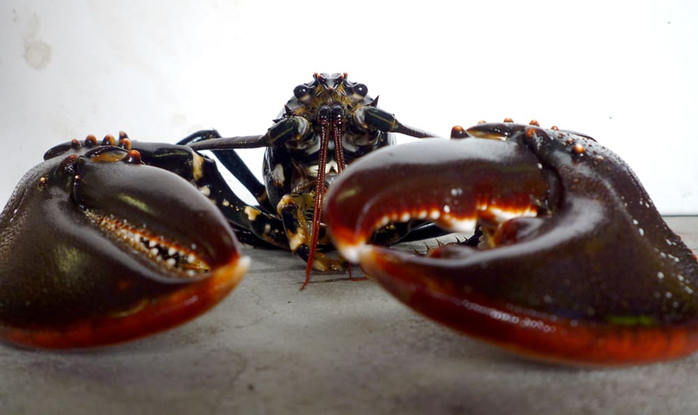 Dette bør du vite om hummerfiske - fjt.no