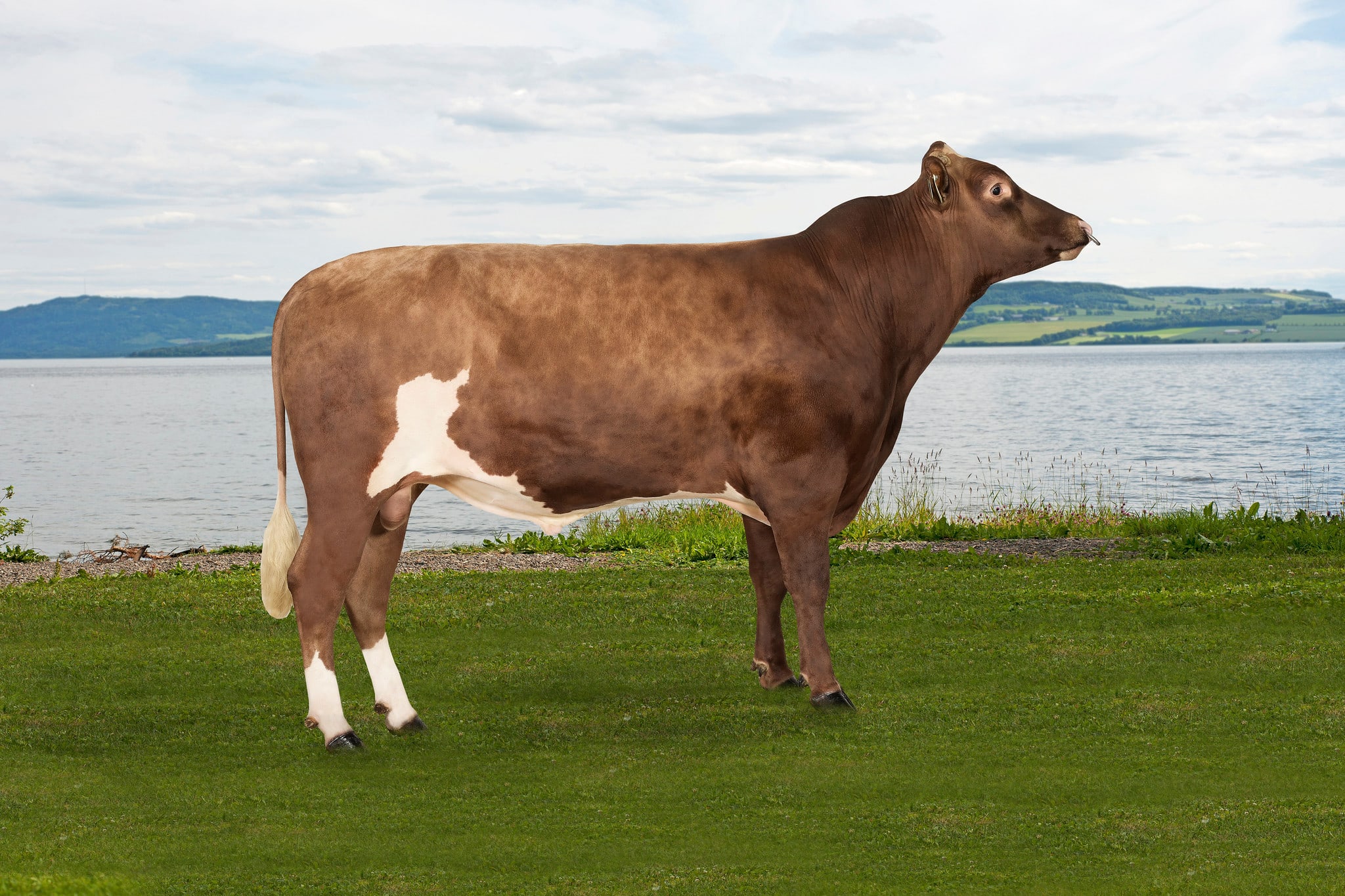 Okse frå Hellesylt i eliten - nyss.no