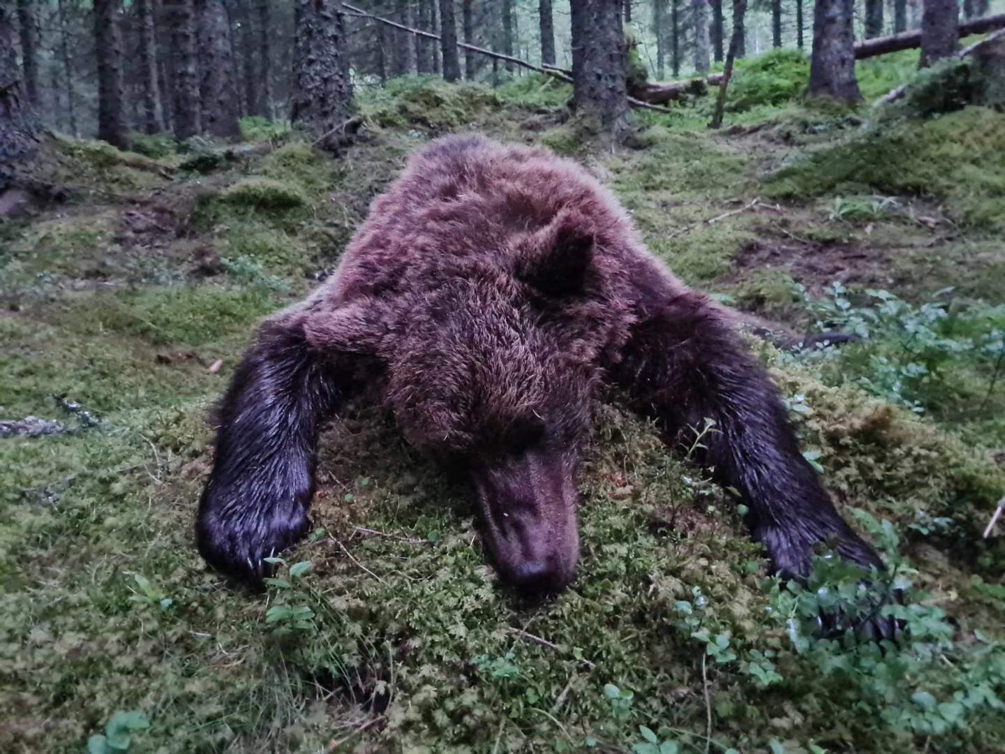 Hannbjørn skutt i Verdal - smp.no