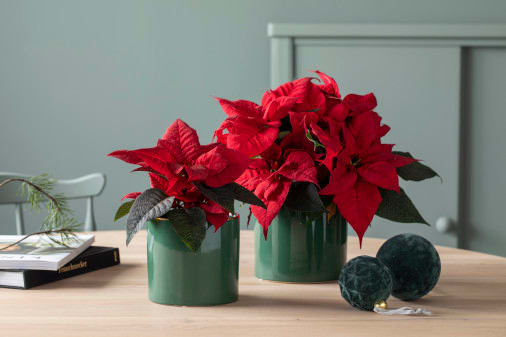 Dette er Norges mest populære juleblomst - avisafroya.no