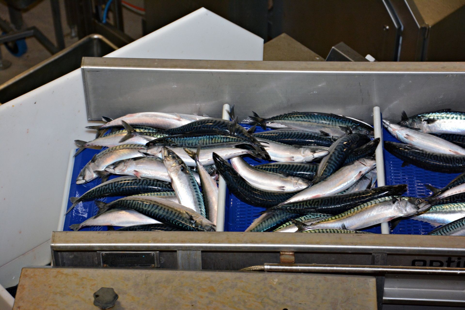 Tok 770 tonn makrell i ett kast - fjt.no