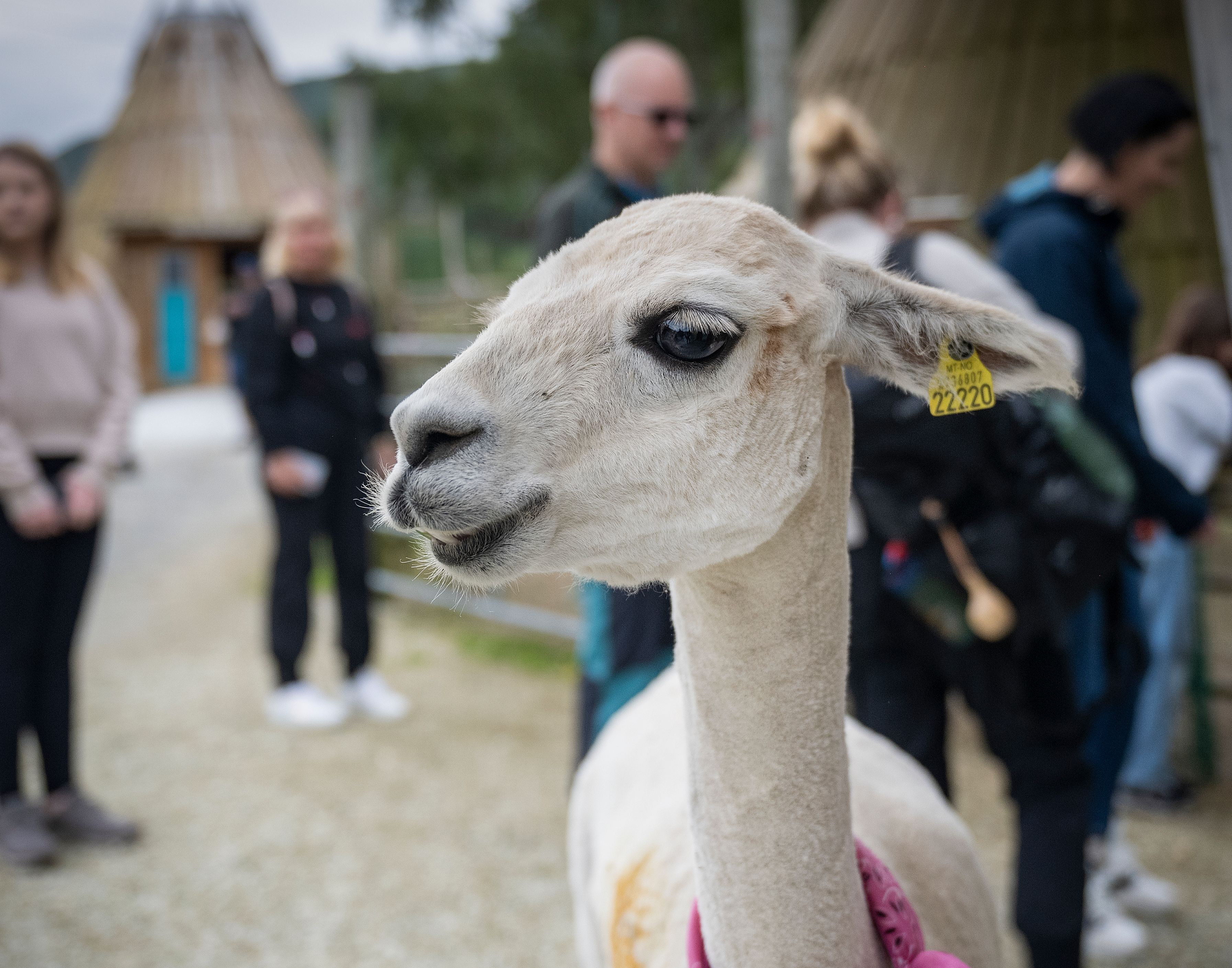 Nikoline trives på tre bein - smp.no