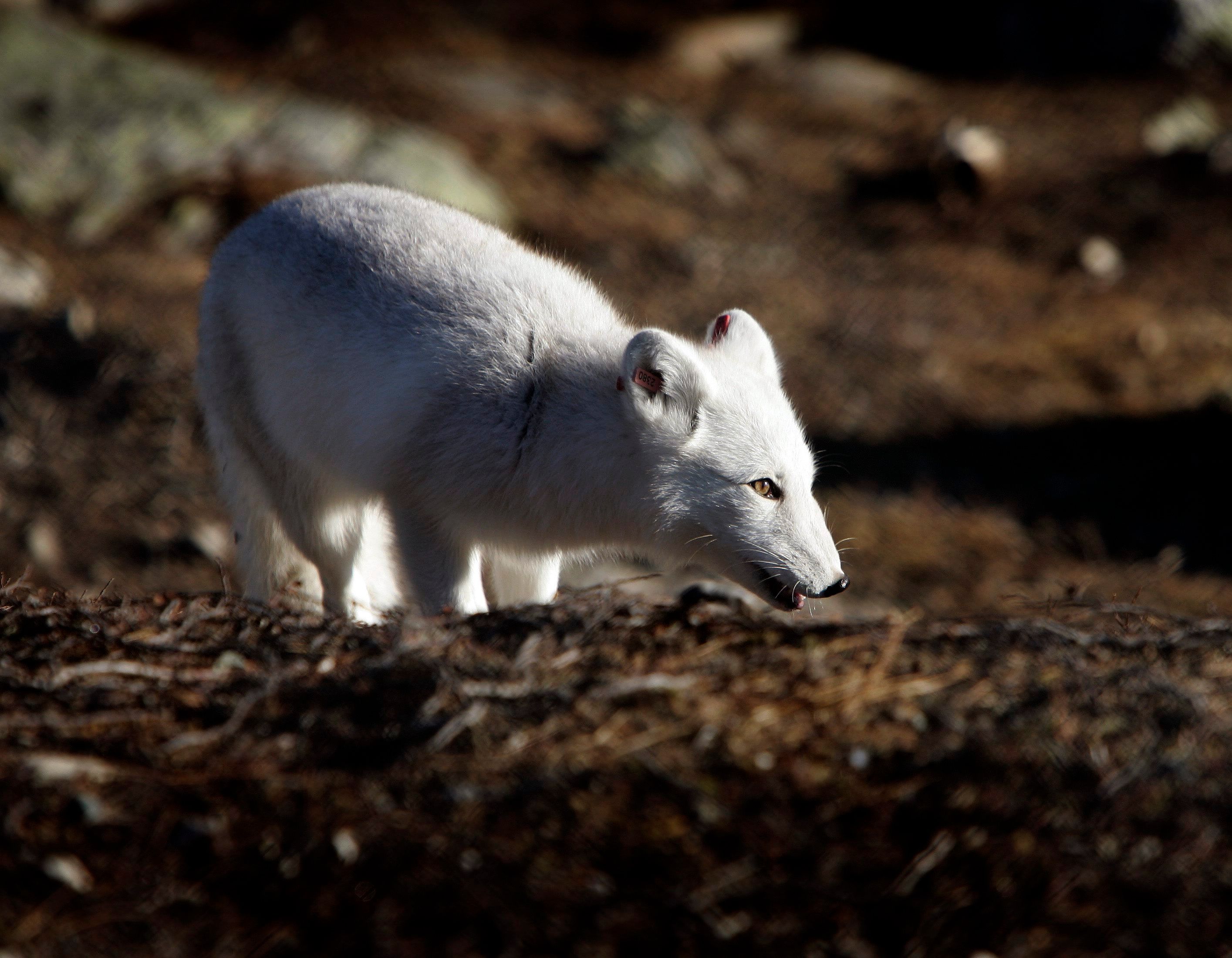 Over 300 fjellrever født i år – innavl og skadelige gener bekymrer ...