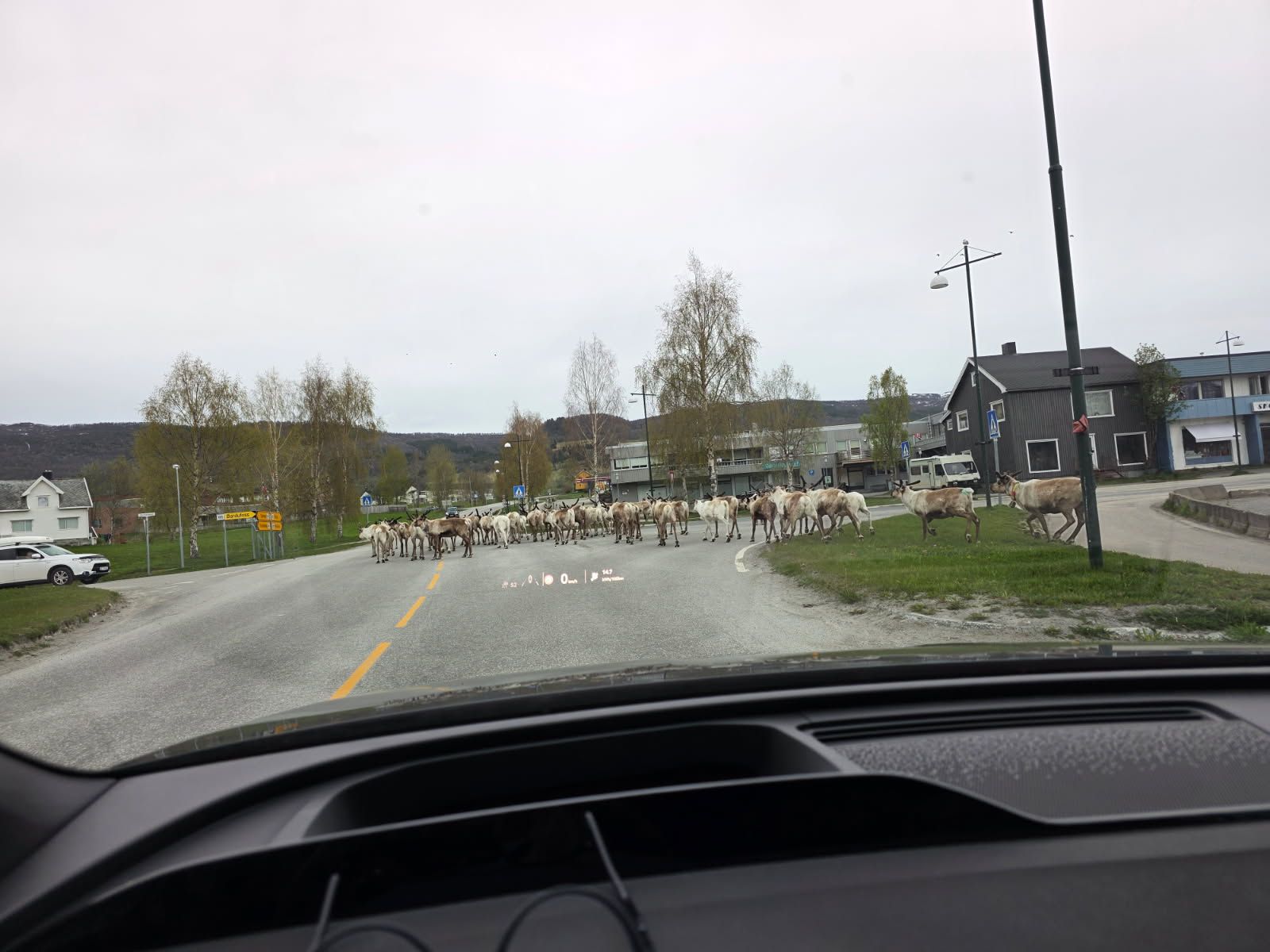 Klagestorm på rein: – Dette kan ikke fortsette - folkebladet.no