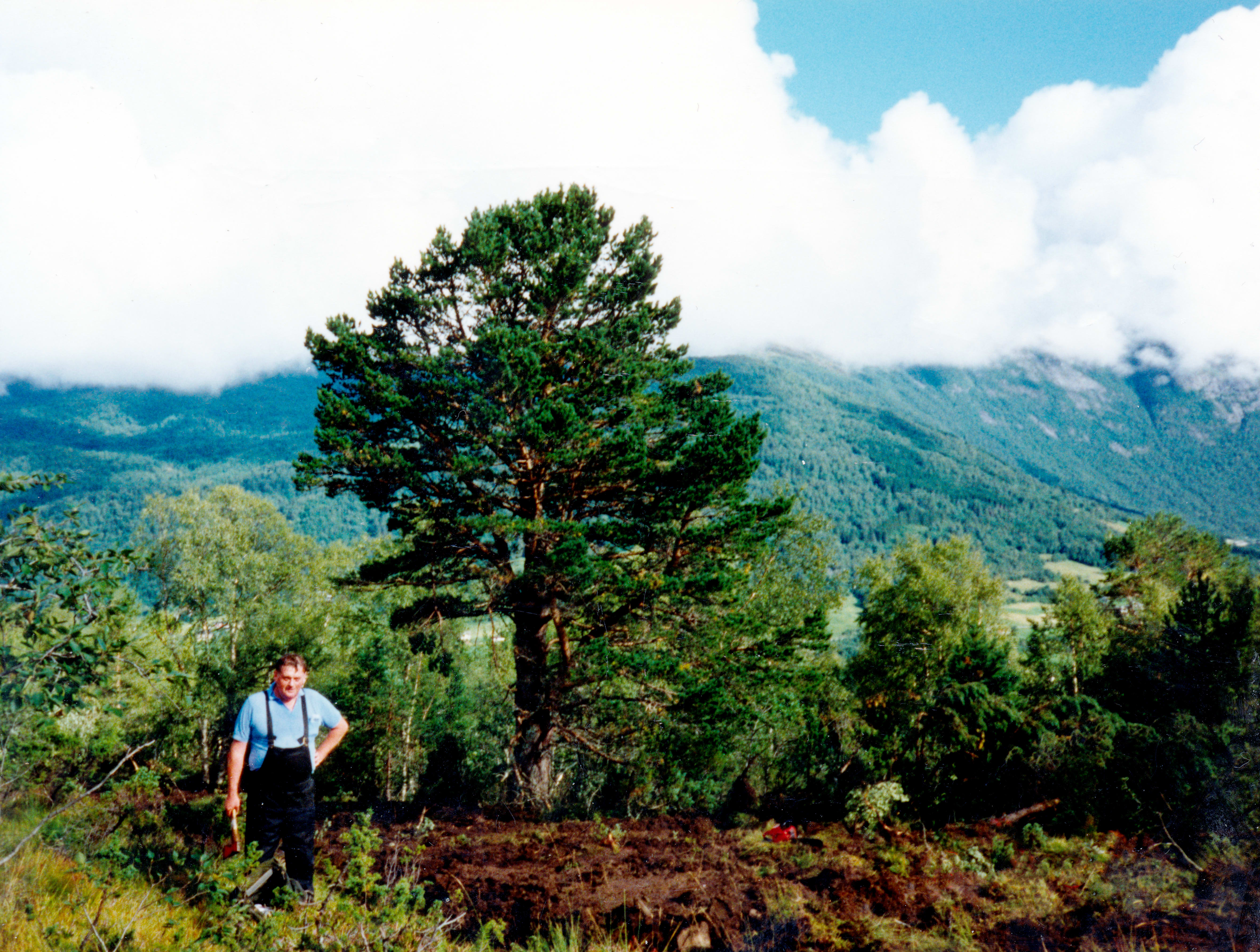 Skogbrannar og tre som rotnar på rot - smp.no